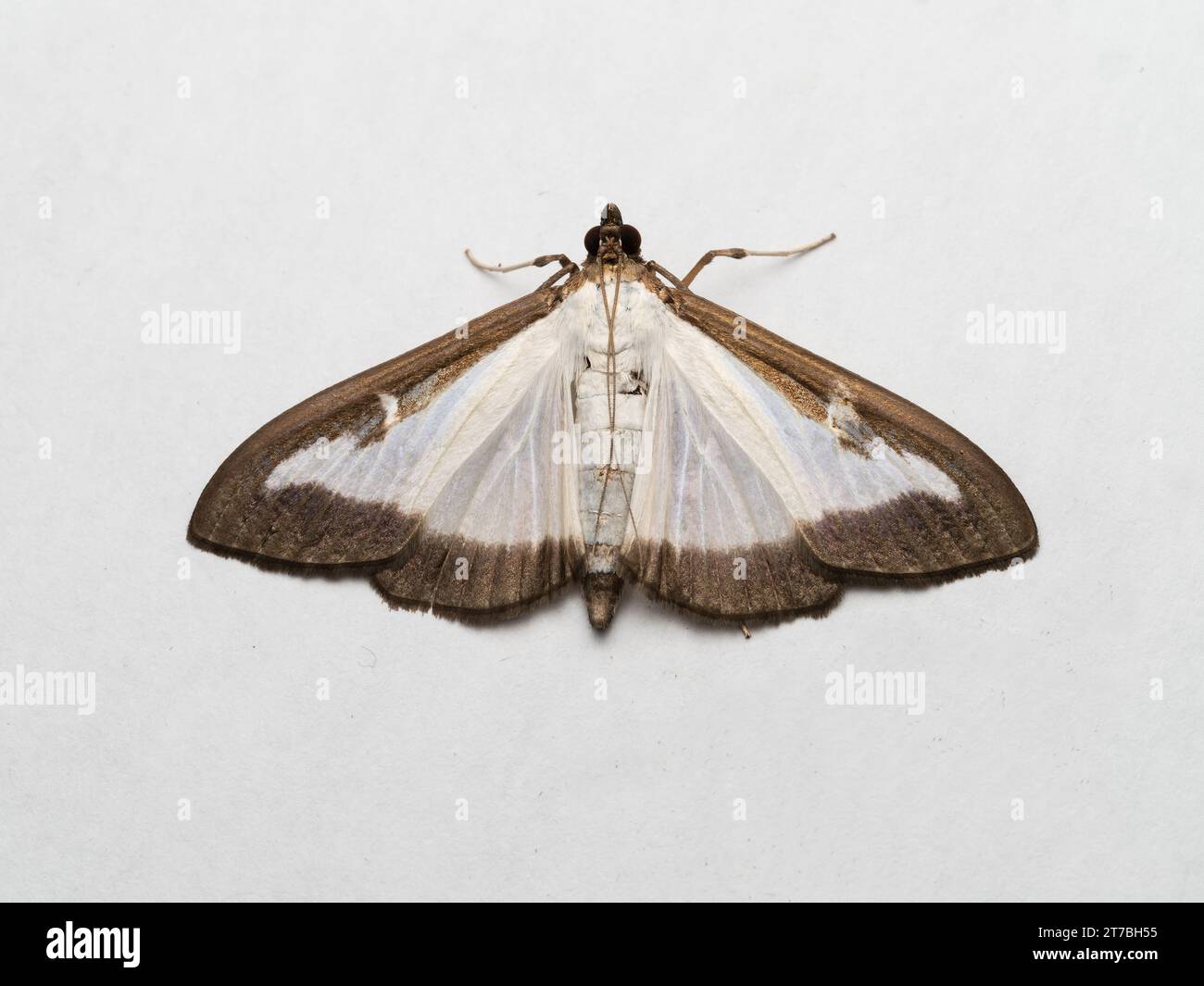 Cydalima perspectalis, the box tree moth, resting on a white background ...
