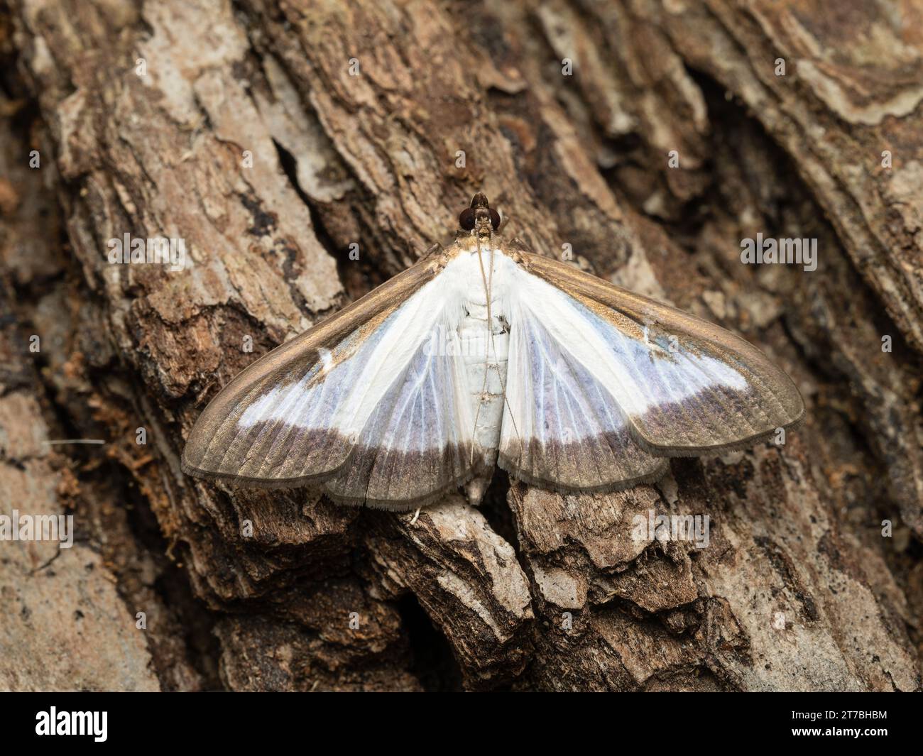 Cydalima perspectalis, the box tree moth, resting on the bark of a tree ...