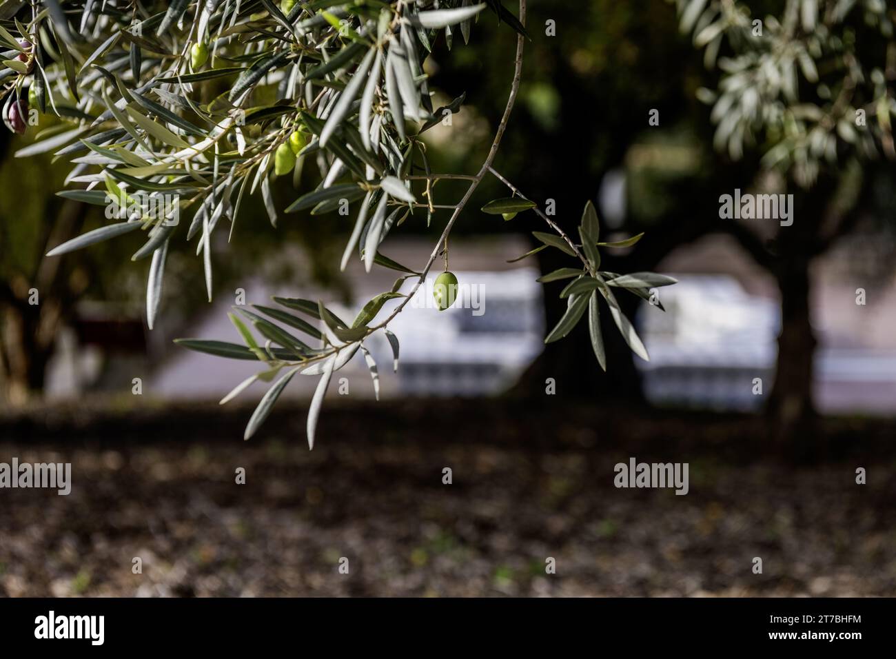 Olive tree organic farm branches hi-res stock photography and images ...