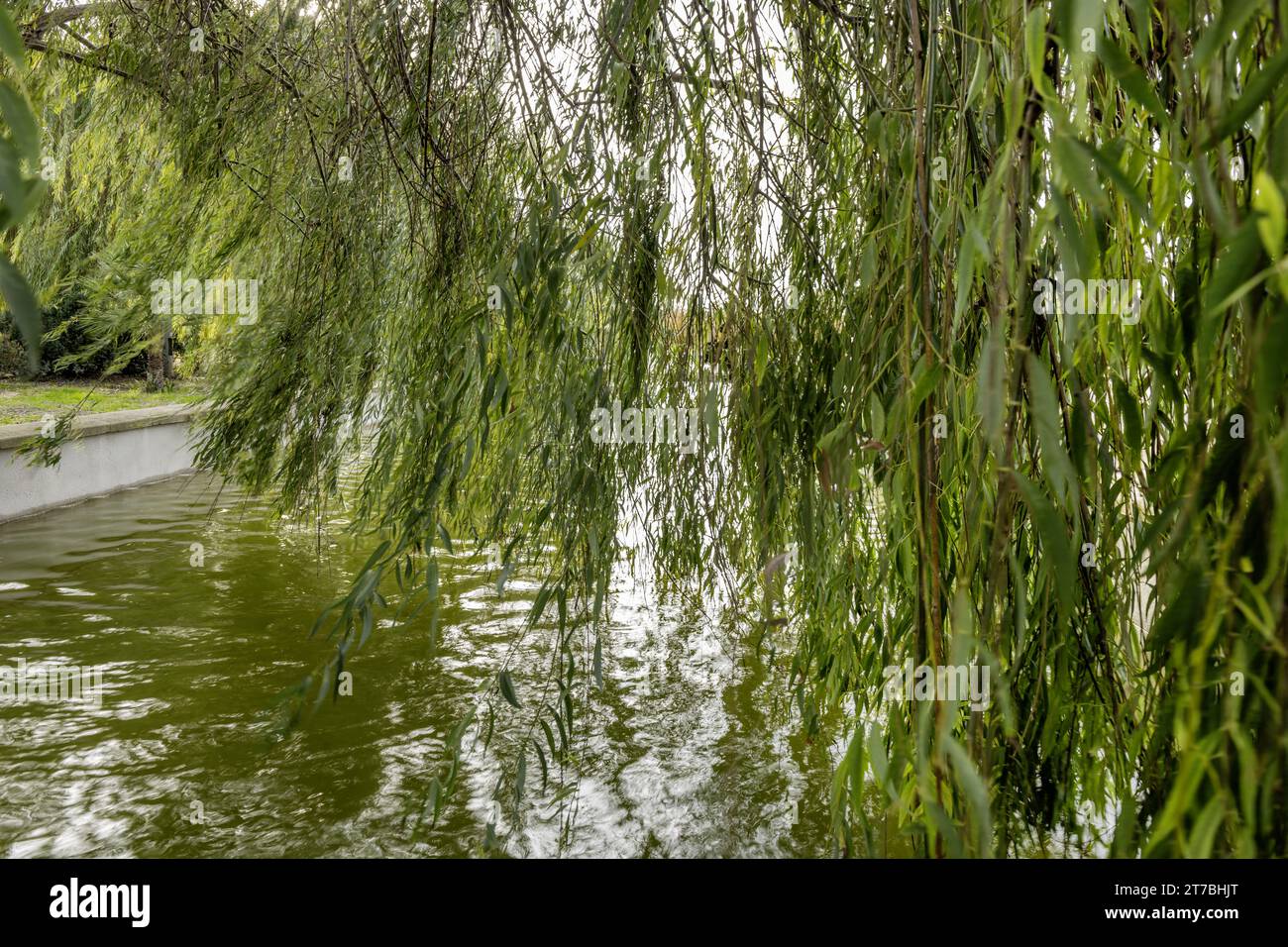 Branches of a beautiful weeping willow in a water-laden canal Stock ...