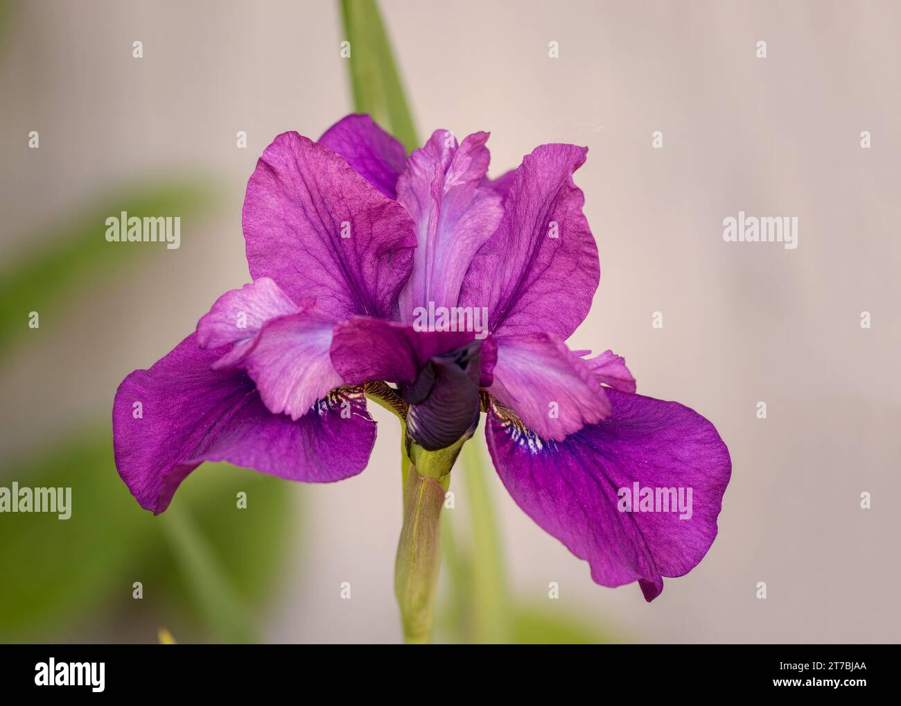 Close up Blue Flag Iris (Iris versicolor) wildflower purple blossom ...