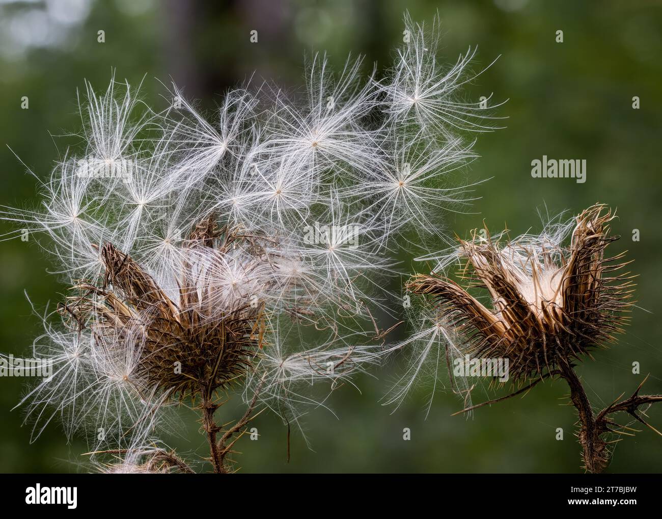 Close up of Burdock (Arctium) mature brown blossoms dispersing seeds in ...