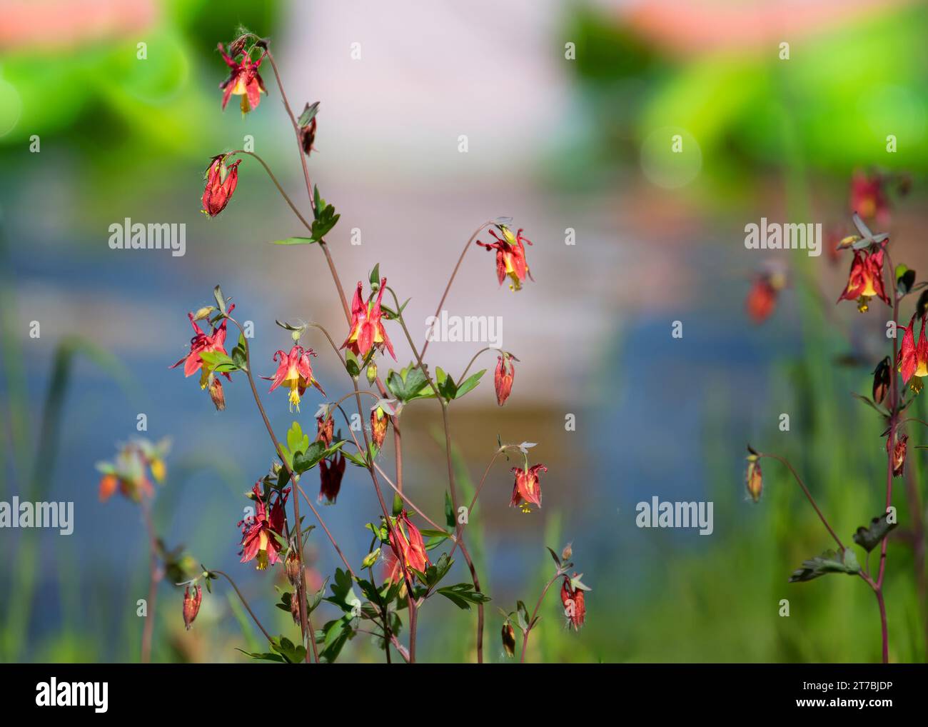 Red Columbine (Aquilegia canadensis) wildflower red blossom with lake ...