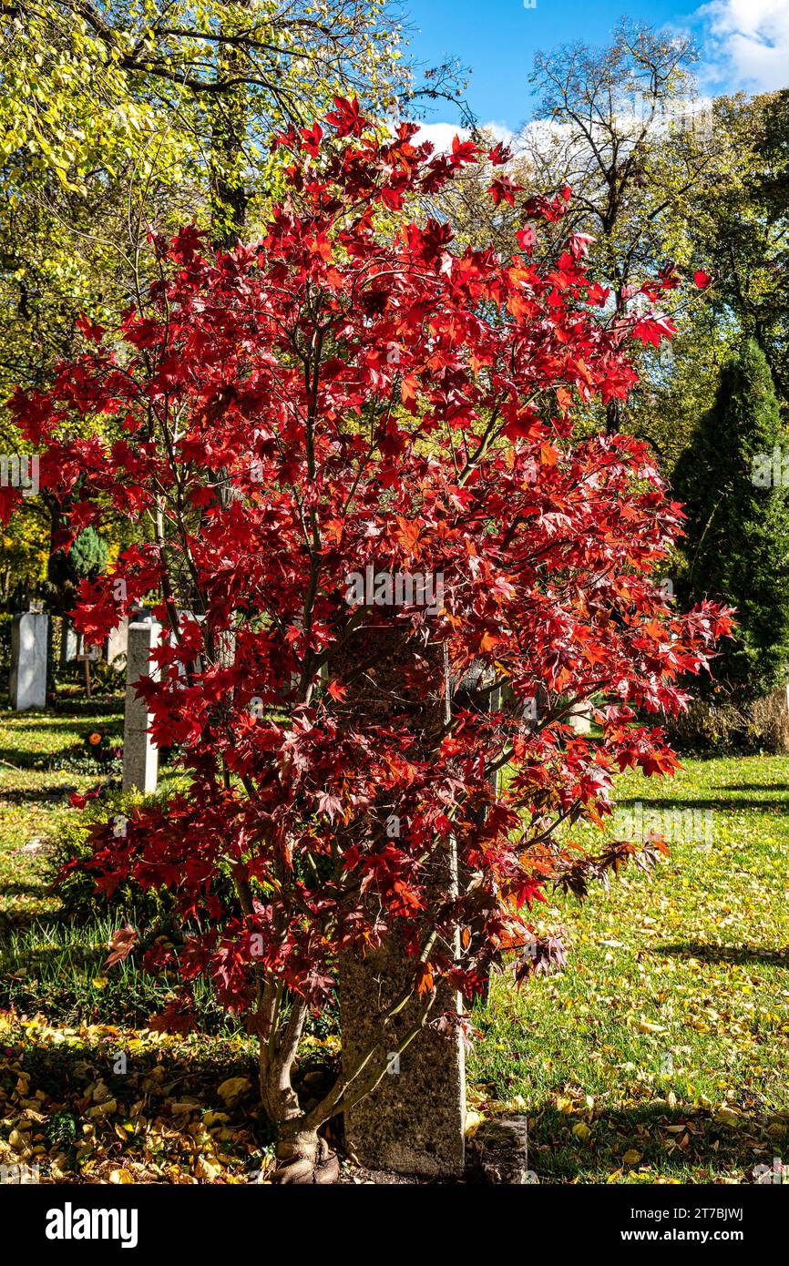 Autumn view of the Nordfriedhof, Northern Cemetery, with 34,000 burial ...