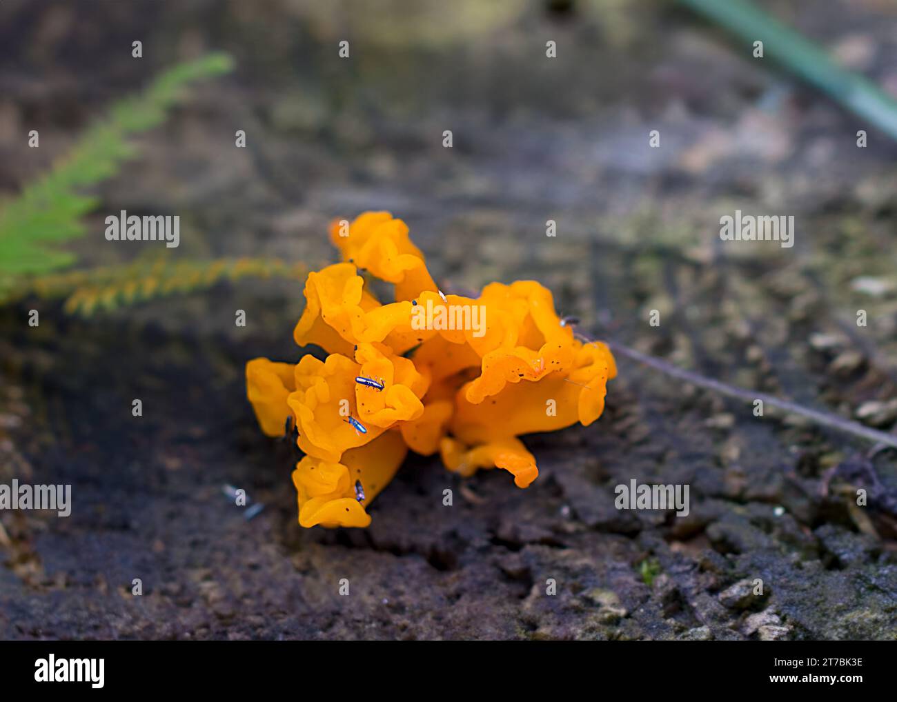 Close up of Orange Jelly Fungus (Dacrymyces palmatus) fungi with fern ...