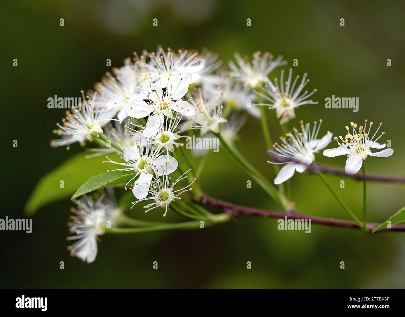Close up of a Pin Cherry (Prunus pensylvanica) white blossom. Nice ...