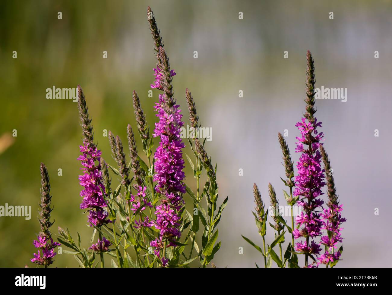 Purple Loosestrife (Lythrum salicaria) purple wildflower growing in the ...
