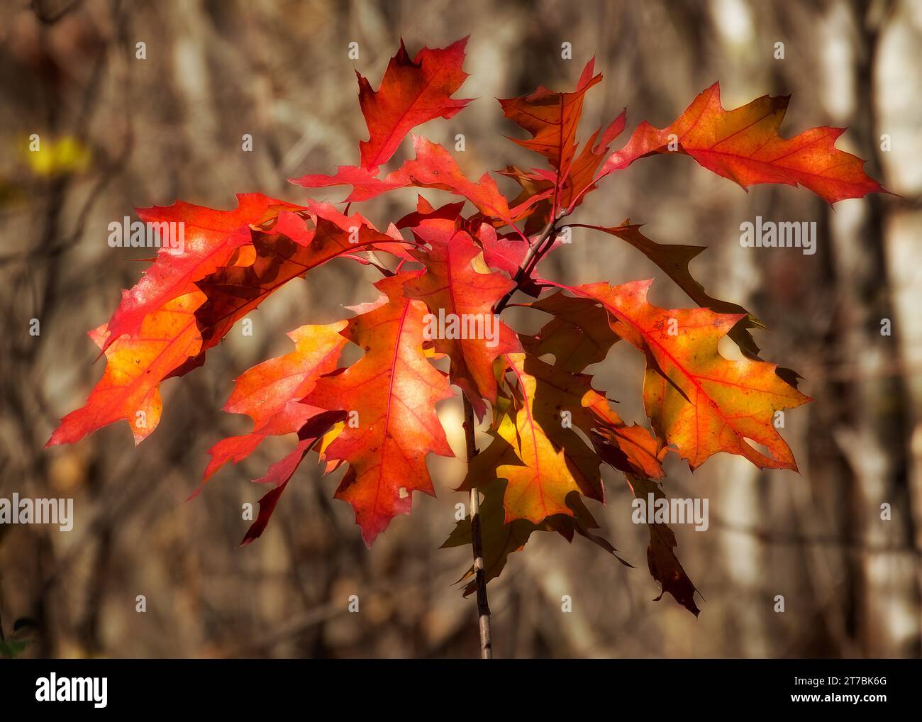 Close up of sun kissed Red Oak (Quercus rubra) colorful autumn leaves ...