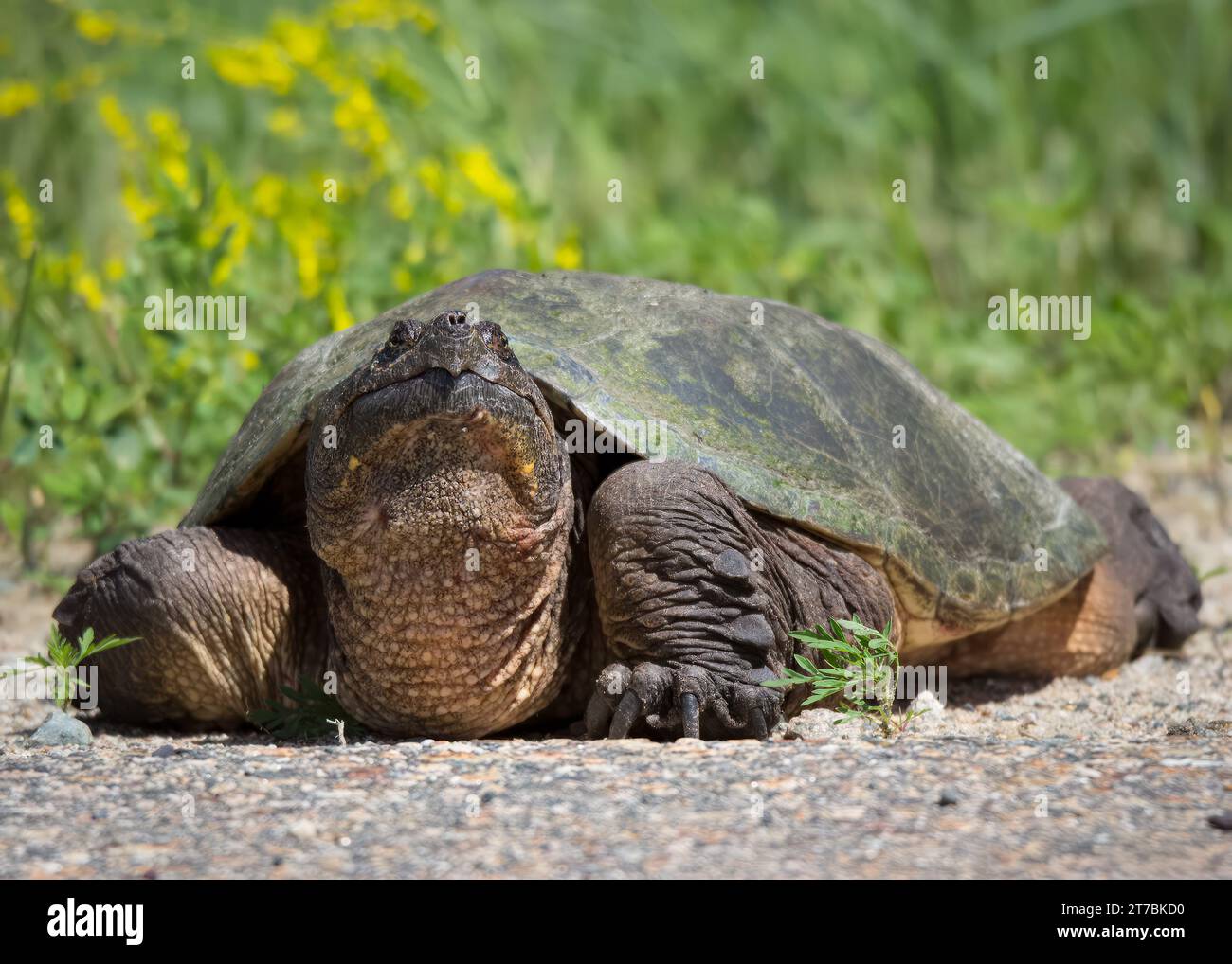 Snapping turtle close up wildlife hi-res stock photography and images ...
