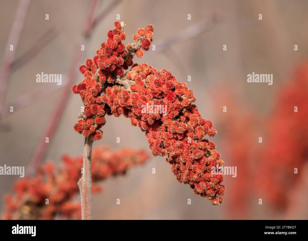Close up of Staghorn Sumac (Rhus typhina) tree with fruiting berries ...