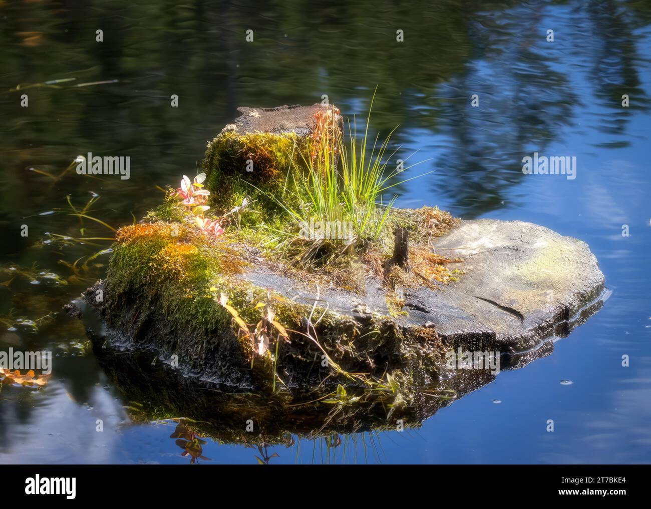 Colorful photo of a tree stump submerged in the water of a beaver pond ...