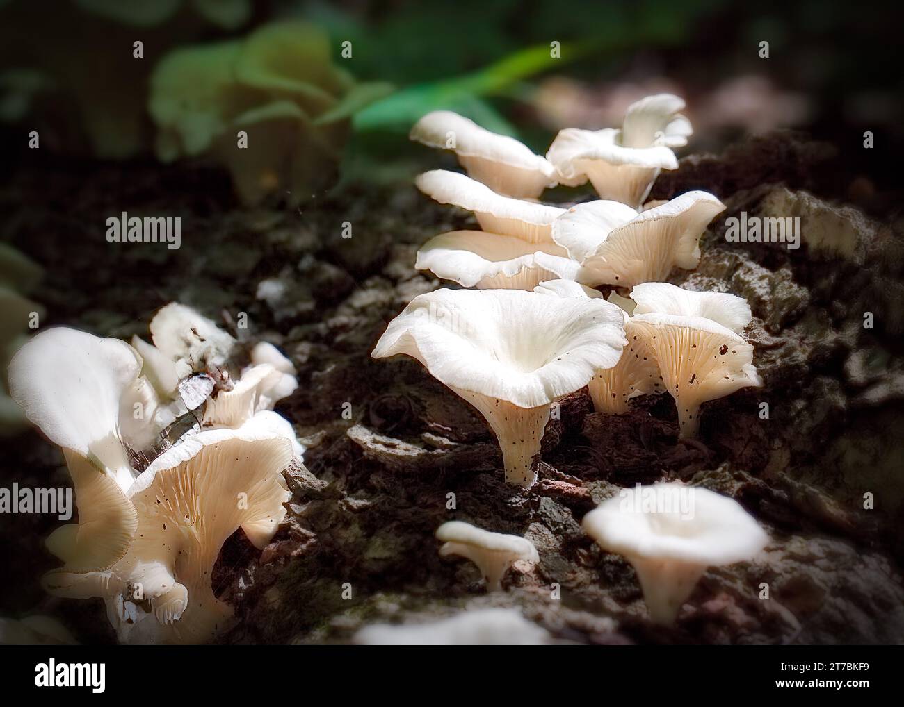 Close up of Angel Wings (Pleurocybella porrigens) white mushrooms ...
