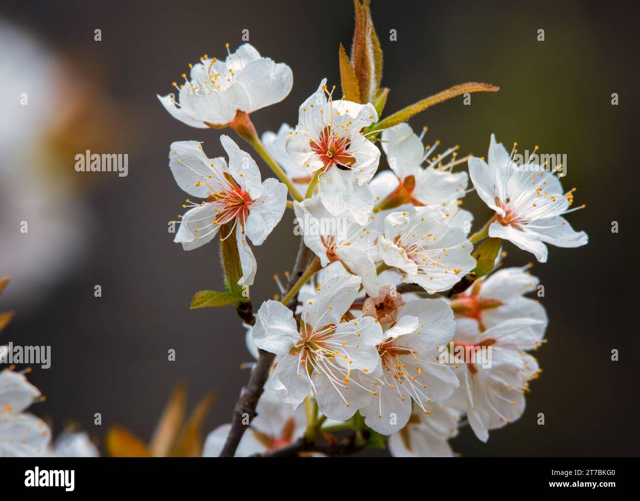 Close up of a Wild plum (Prunus americana) white blossom with nice ...