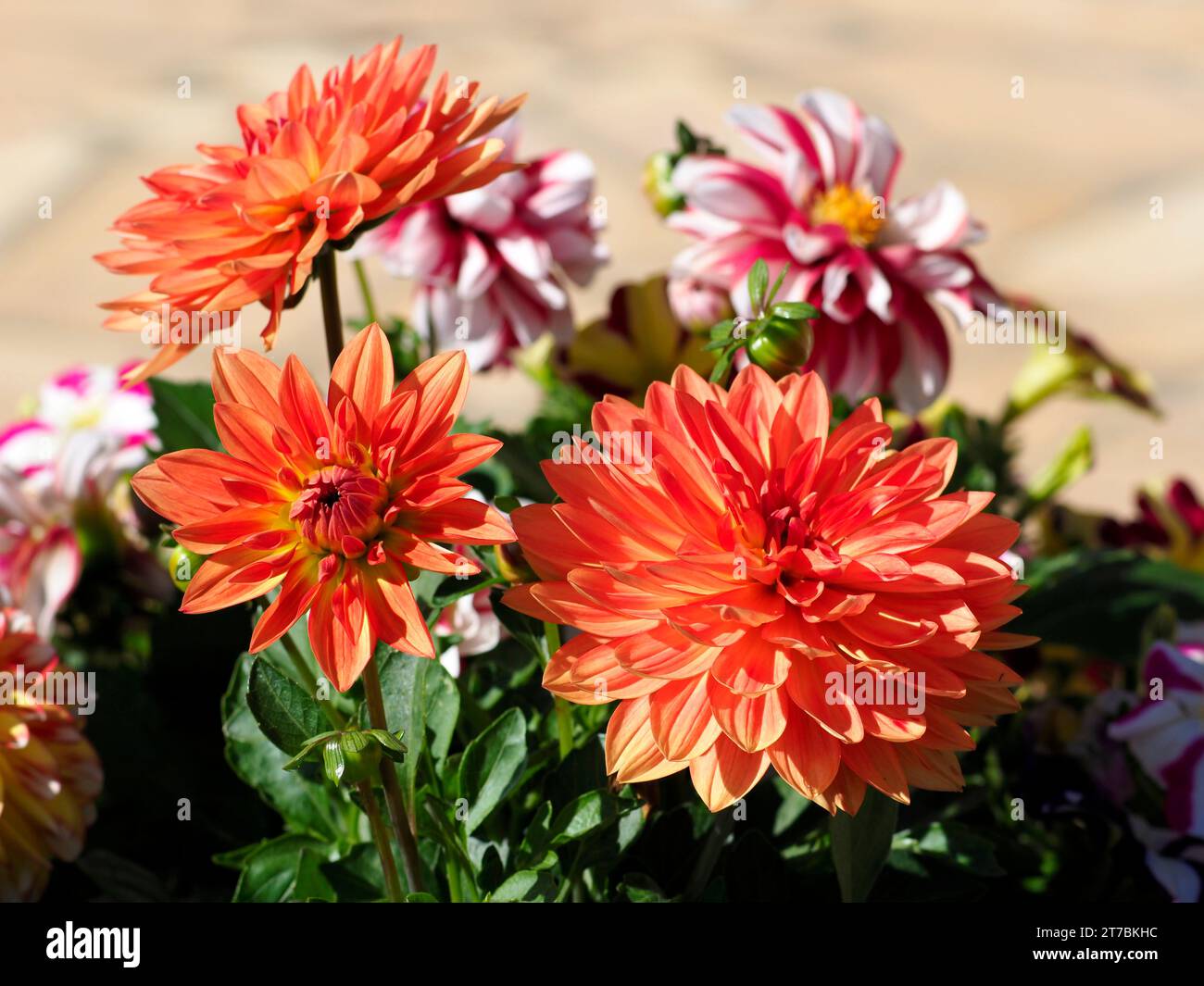 Macro of a red dahlia flower in french garden Stock Photo - Alamy