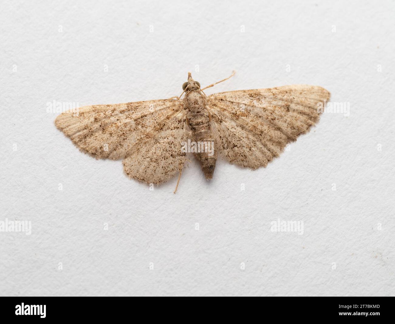 Gymnoscelis rufifasciata hi-res stock photography and images - Alamy