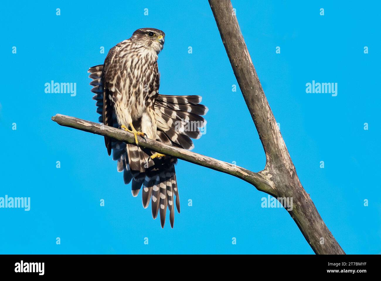 Juvenile merlin falcon wing-stretch Stock Photo - Alamy