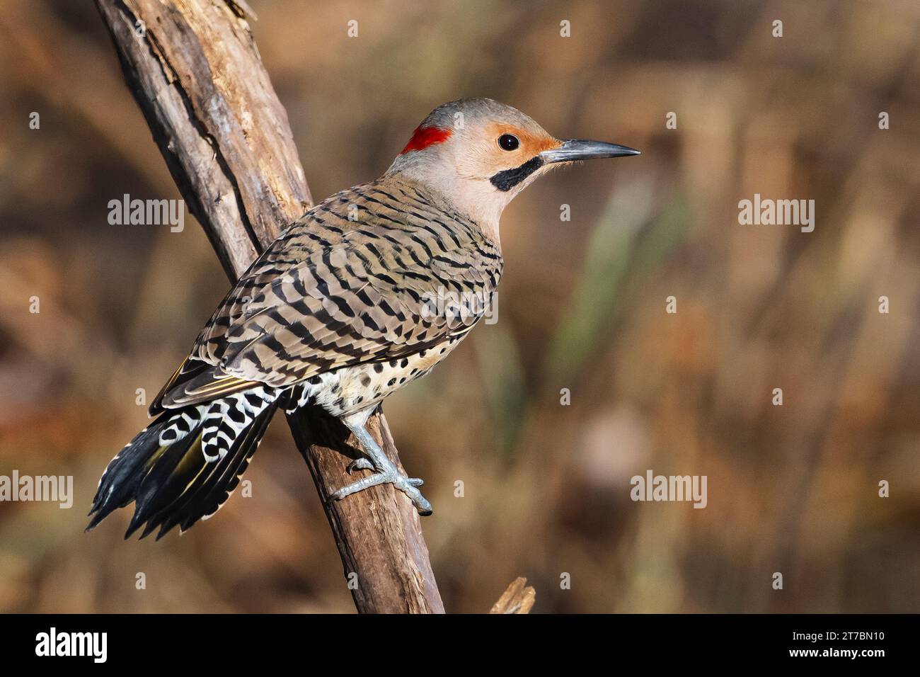 Male yellow shafted flicker during fall migration Stock Photo - Alamy
