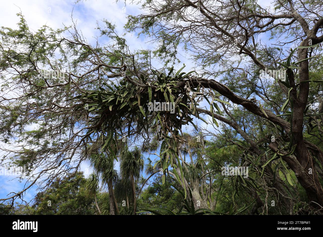 Looking up at a Night Blooming Cereus Cacti growing on the branches of ...