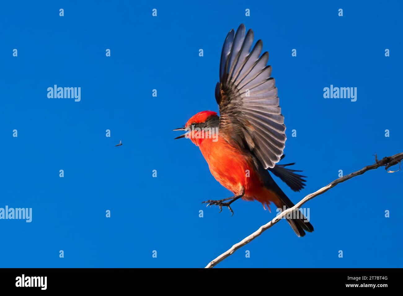 Flying vermillion flycatcher hi-res stock photography and images - Alamy