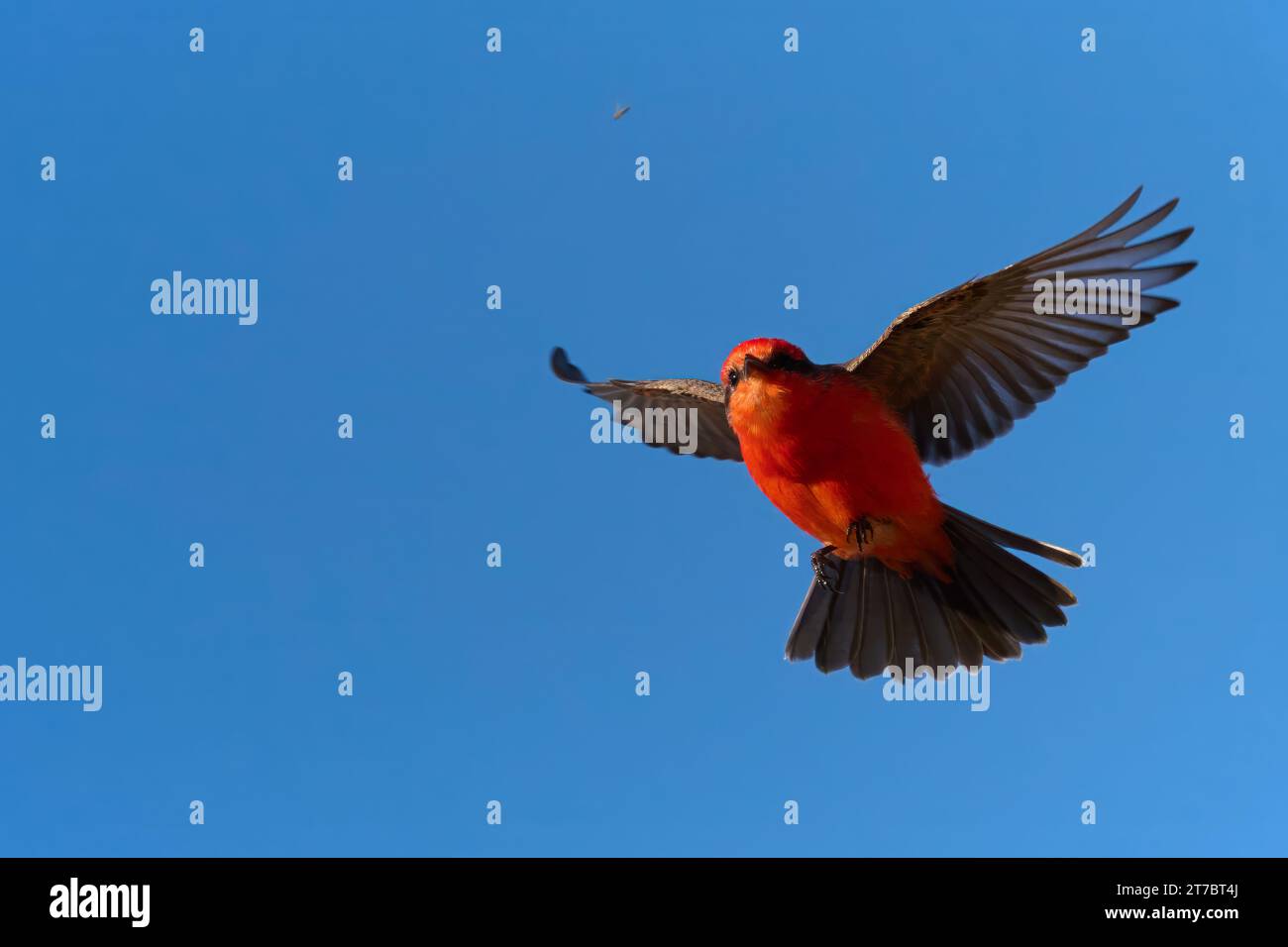 Bright Red Flight - Vermillion Flycatcher Stock Photo - Alamy
