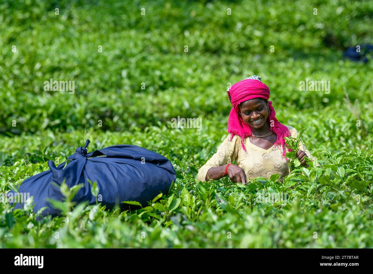 Best tea garden of bangladesh hi-res stock photography and images - Alamy
