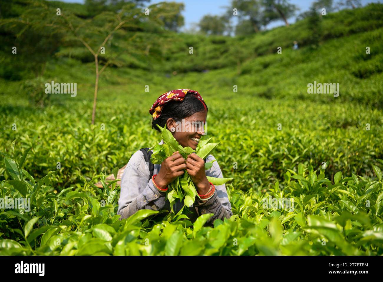 A female worker seen plucking tea leaves from a tea garden in ...