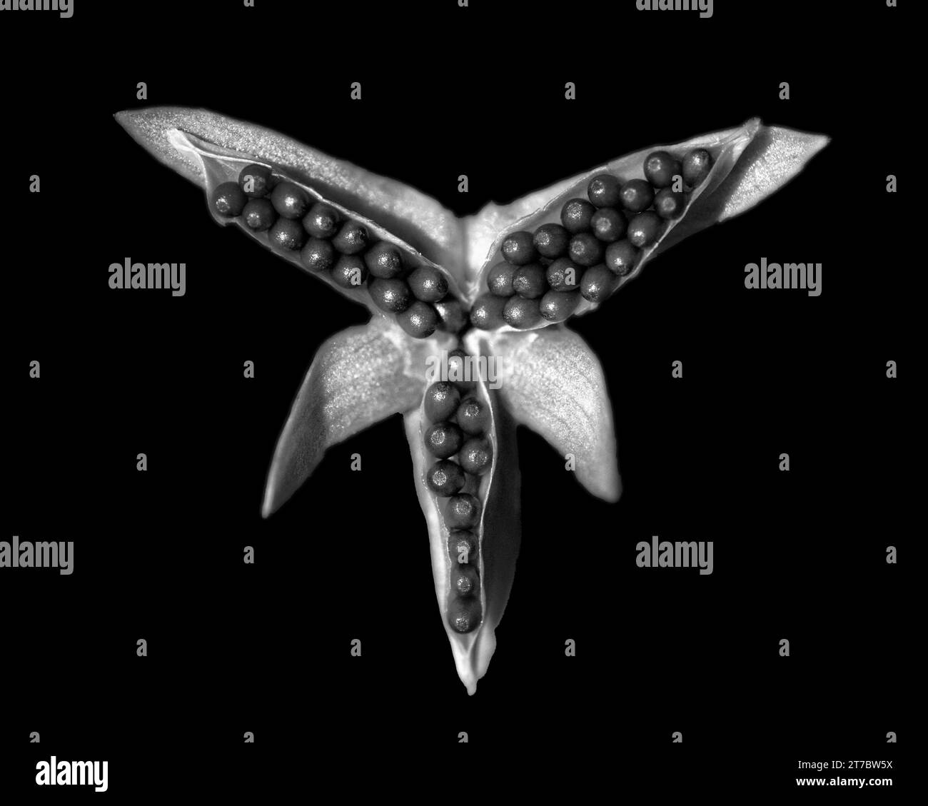 Pod triangle hi-res stock photography and images - Alamy