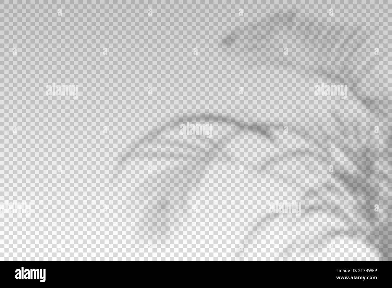 Monstera shadow. Reflecting shades palm plants isolated on transparant ...