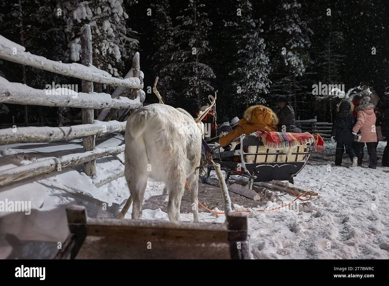 Reindeer sled ride in winter arctic forest Stock Photo - Alamy
