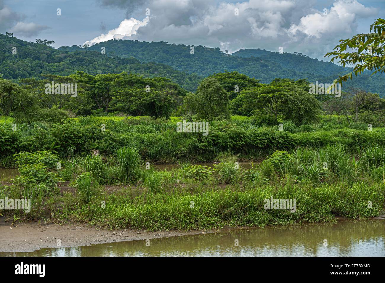 Costa Rica, Luganillas - July 22, 2023: Tarcoles River green shoreline ...
