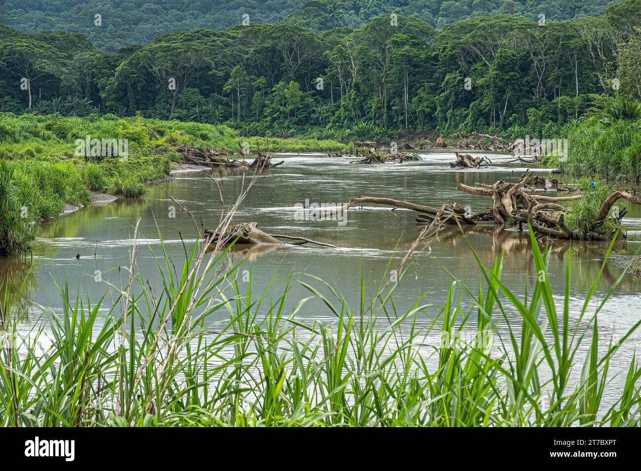 Costa Rica, Luganillas - July 22, 2023: Tarcoles River green shoreline ...
