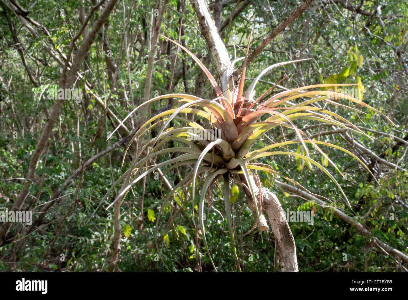 Bromeliad Tillandsia growing wild on the trunk of a tree. Bromeliads ...