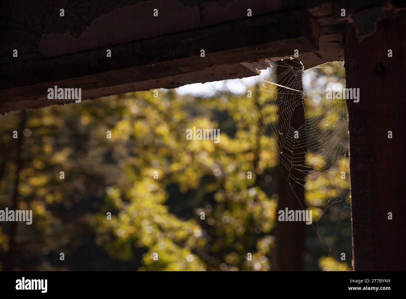 Door building spiders hi-res stock photography and images - Alamy