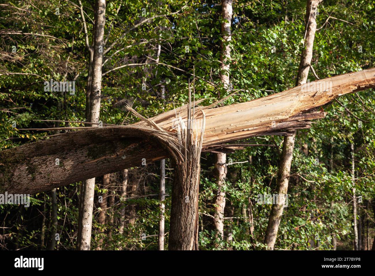 Picture of a tree from Hungary damaged, struck by lightning, in a ...