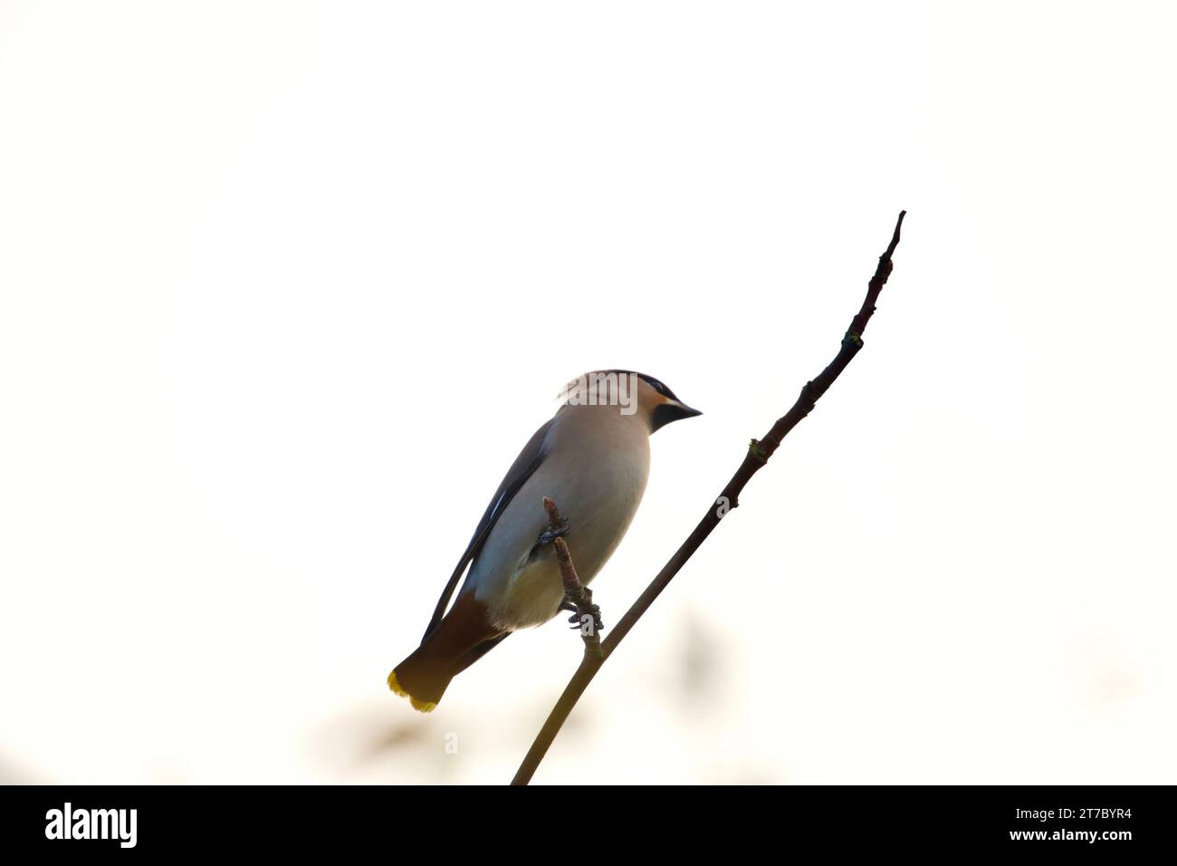 Very rare sighting hi-res stock photography and images - Alamy
