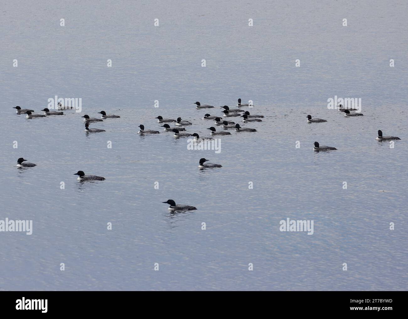 Large group of 34 migrating common loons on a remote northern Minnesota ...