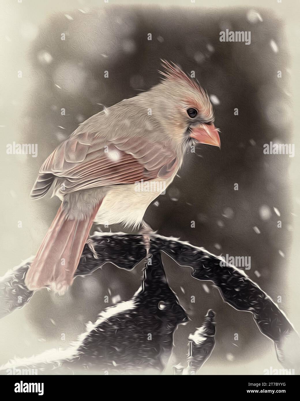 Digital Oil Painting of a Female Northern Cardinal (cardinalis ...