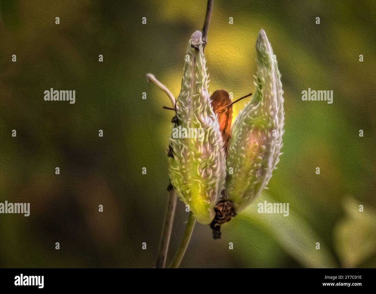 Digital Oil Painting of colorful milkweed plant (Asclepias) green seed ...