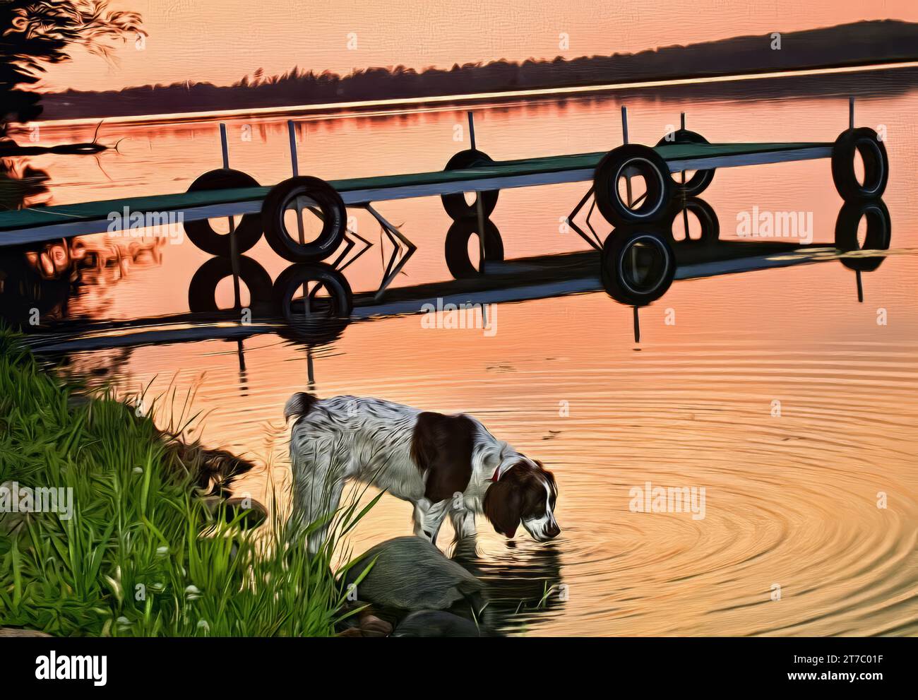 Digital Oil Painting of Springer Spaniel dog drinking from lake as ...
