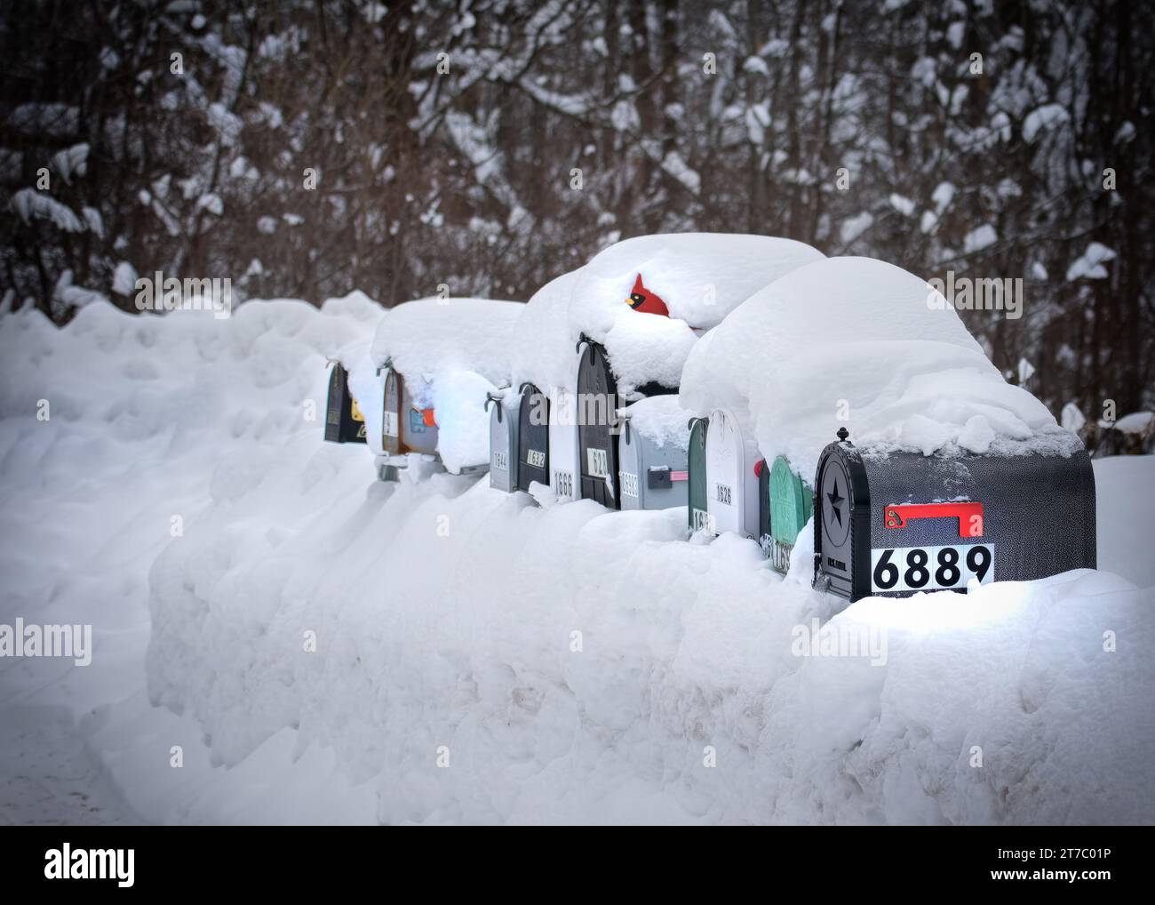 Funny photo of "Mail" Northern Cardinal (Cardinalis cardinalis) on top ...