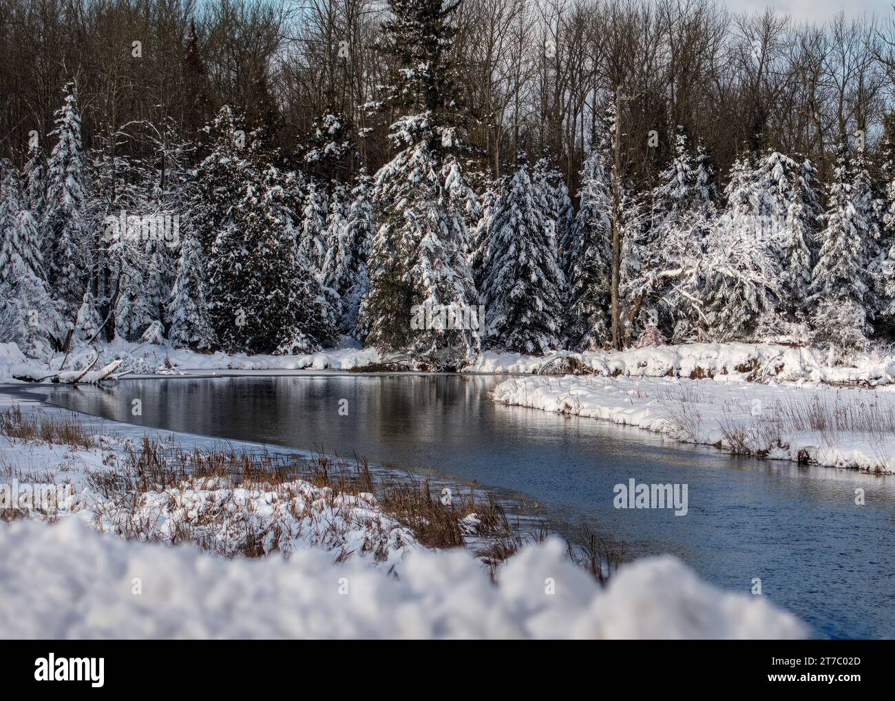 Boy River flowing through Snow covered Conifer Pine forest after a snow ...
