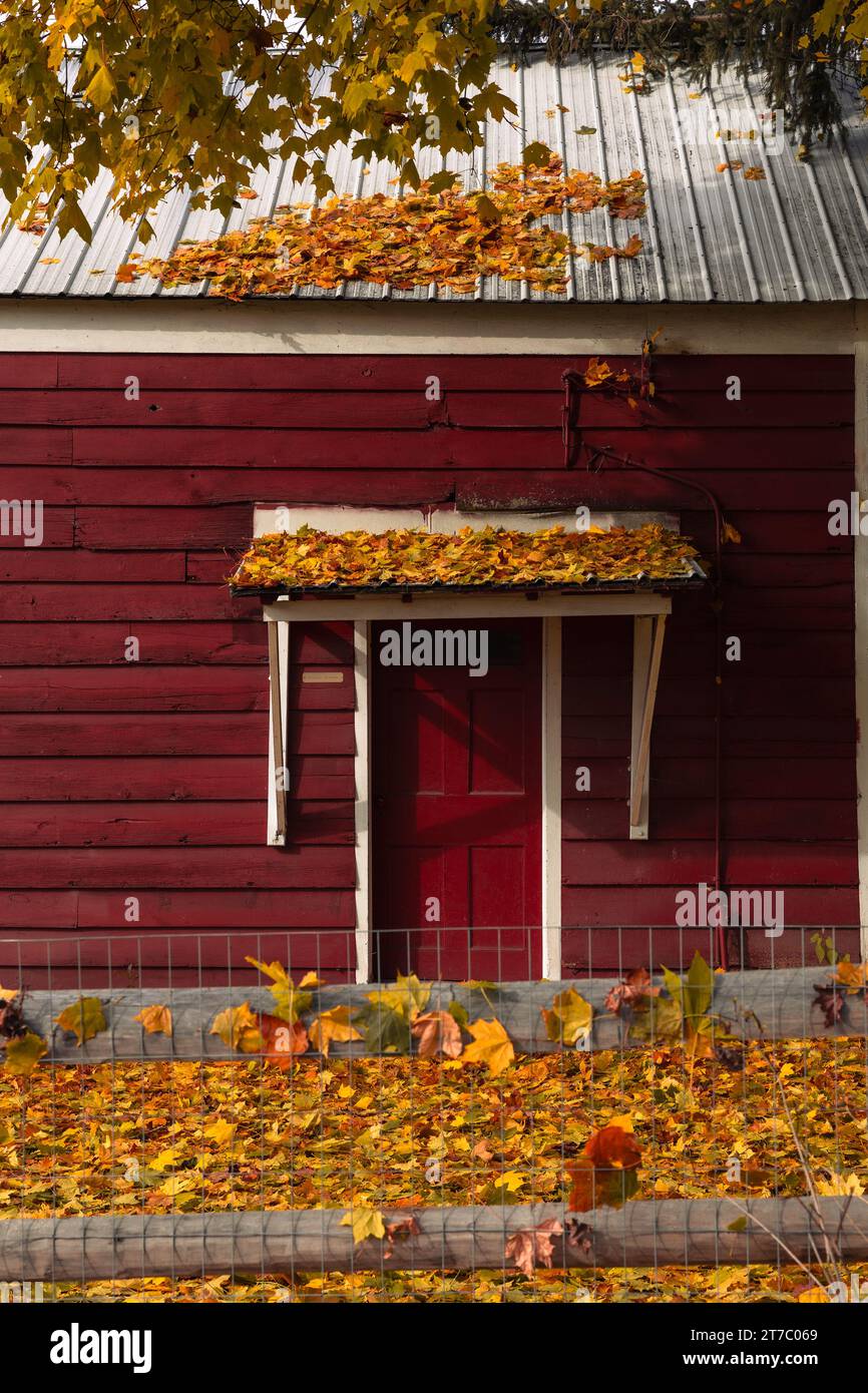 Red leaves barn hi-res stock photography and images - Alamy
