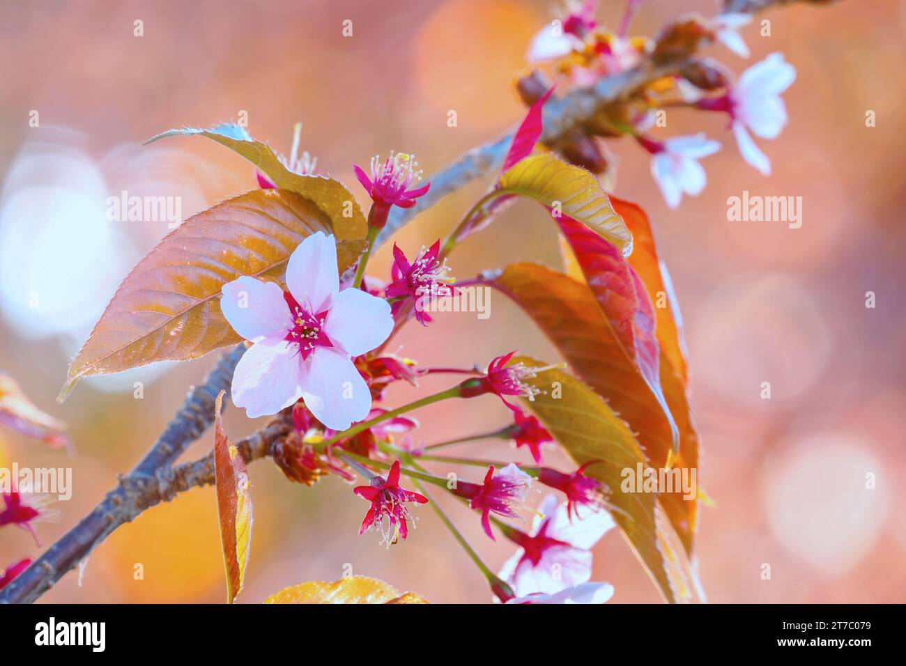 Beautiful Cherry Blossom Flowers at Heian Jingu Shrine During Spring ...