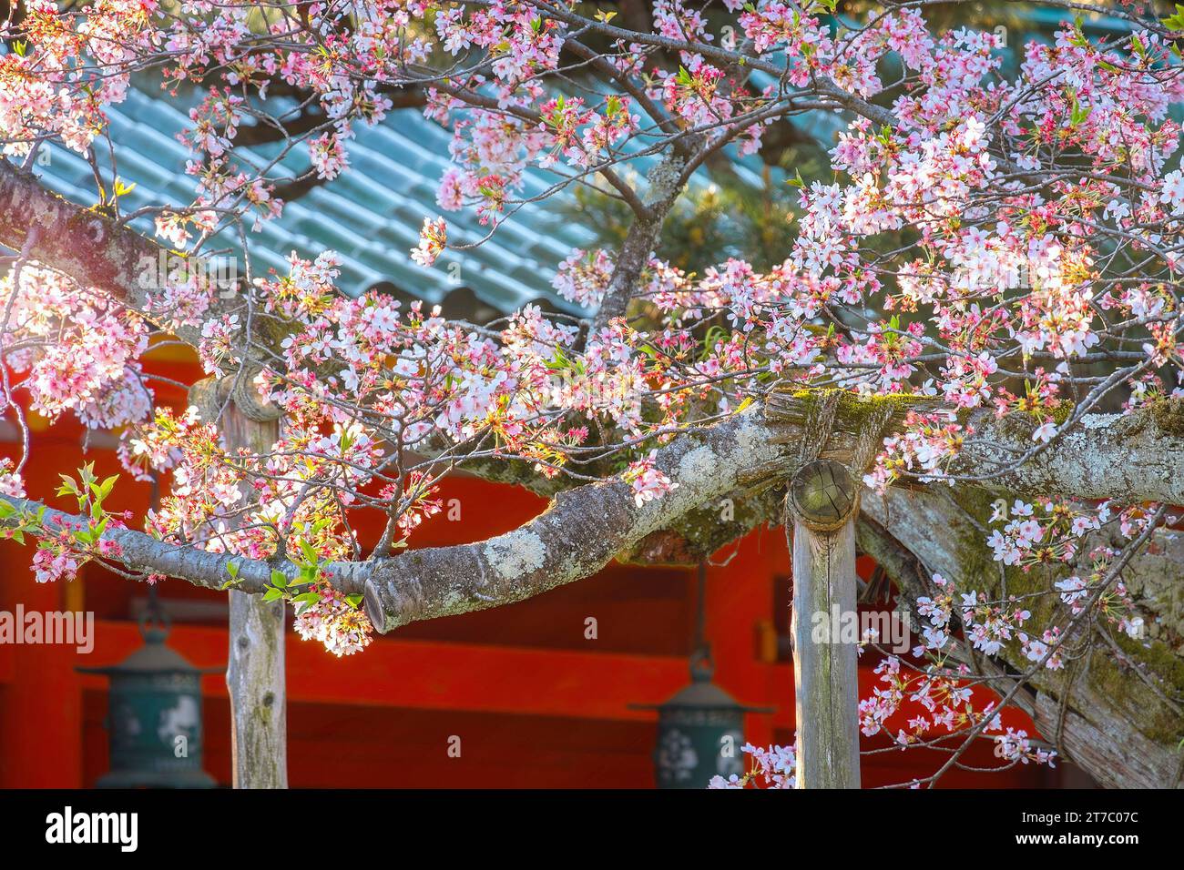 Beautiful Cherry Blossom Flowers at Heian Jingu Shrine During Spring ...