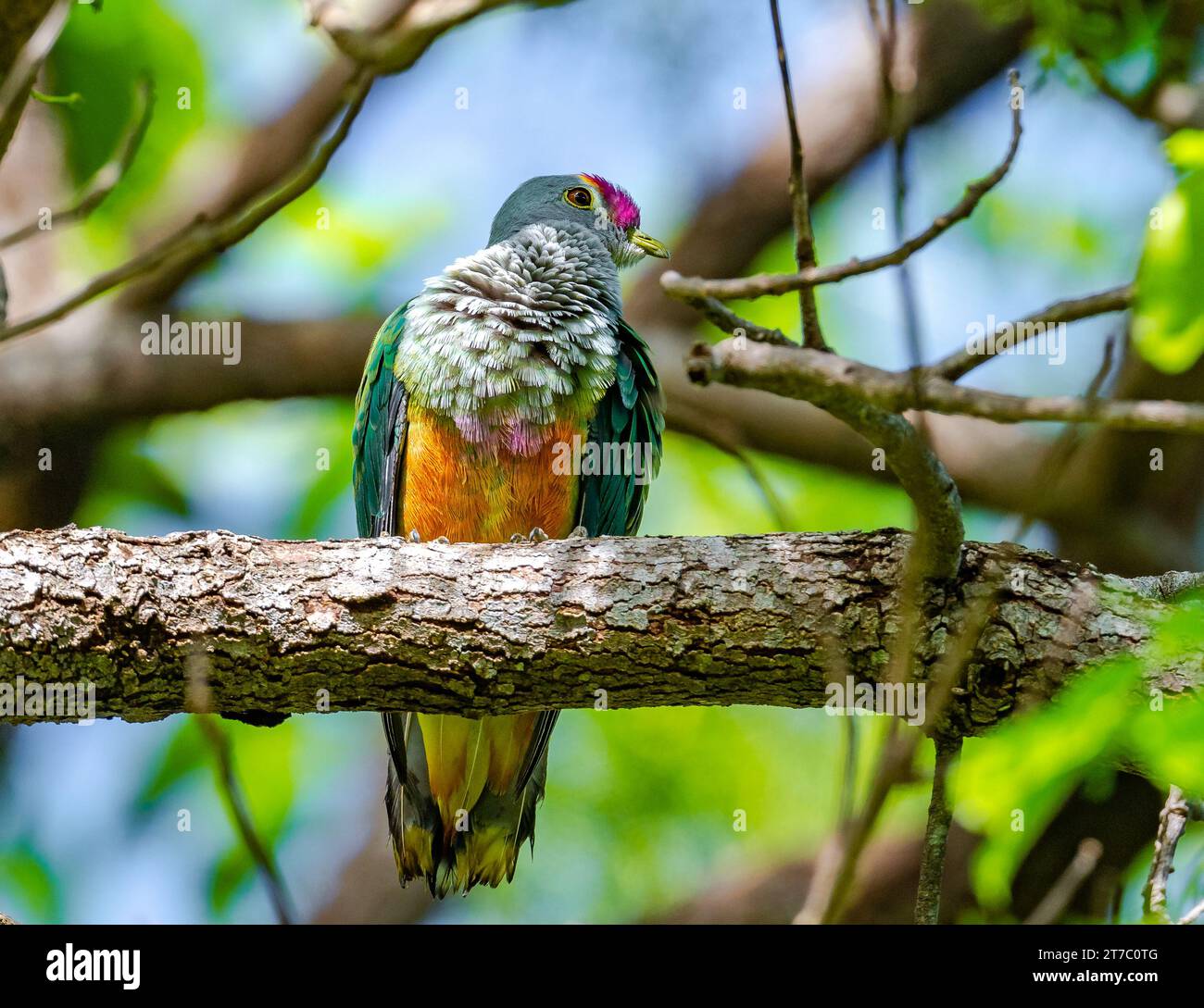 Fruit dove hi-res stock photography and images - Alamy
