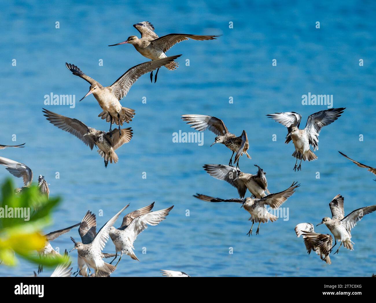 A flock of water birds in flight near the coast. Queensland, Australia ...