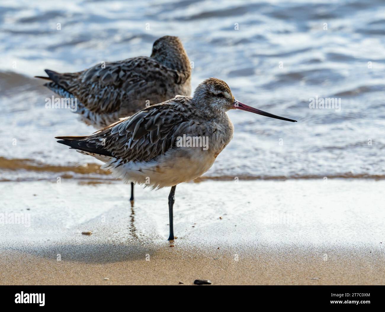 A pair Bar-tailed Godwit (Limosa lapponica) standing on a beach ...