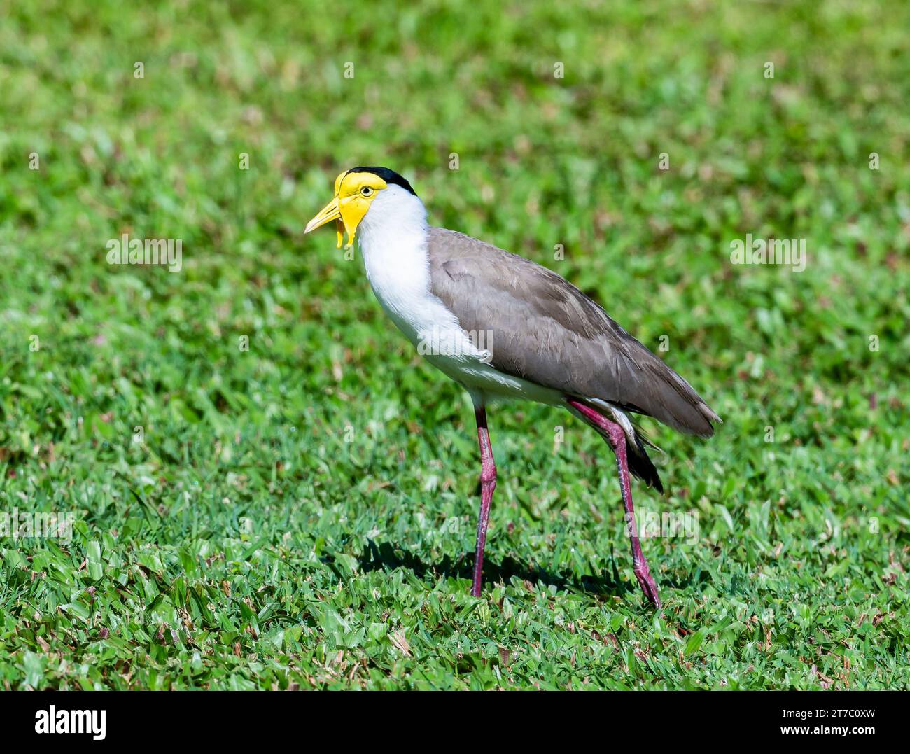 A Masked Lapwing (Vanellus miles) walking on green grass. Queensland ...