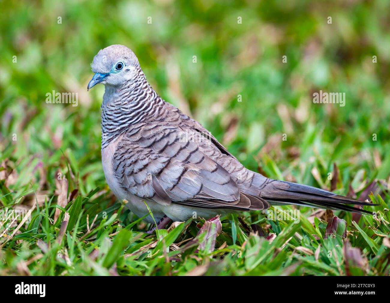 A Peaceful Dove (Geopelia placida) walking on green grass. Queensland ...