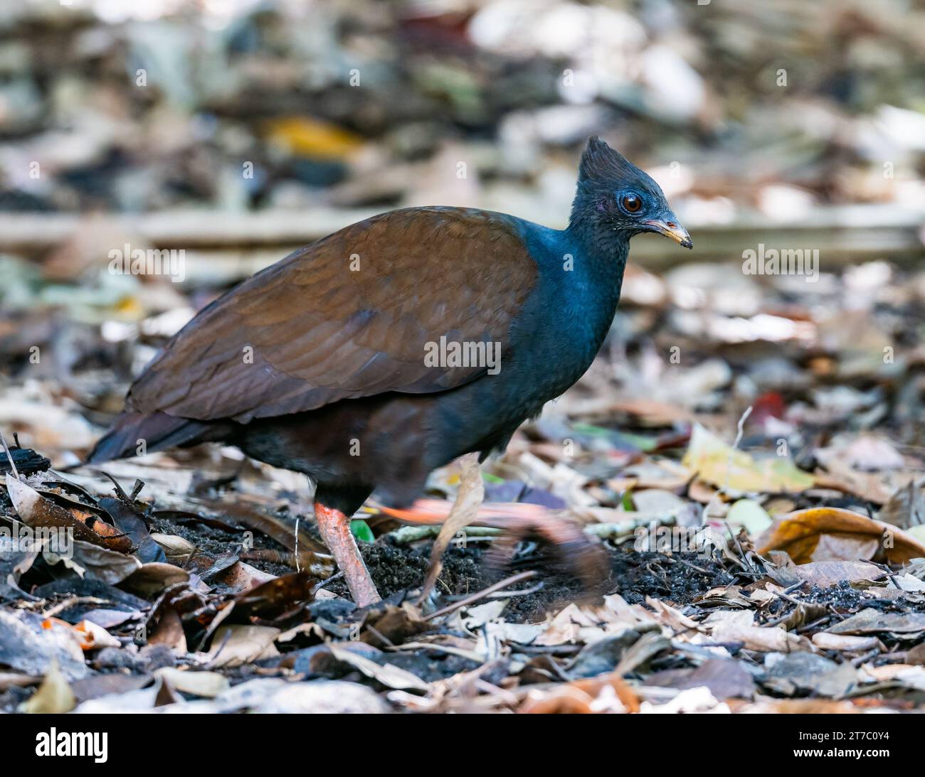A Orange-footed Megapode (Megapodius reinwardt) walking on ground ...